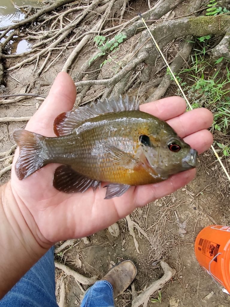 Redspotted Sunfish from Sam D. Hamilton Noxubee National Wildlife ...