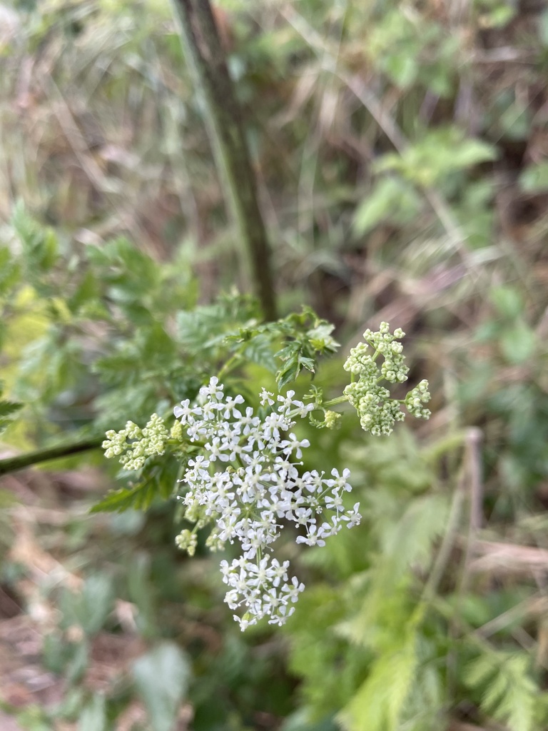 poison hemlock from Carr Ave, Aromas, CA, US on May 21, 2021 at 07:46 ...
