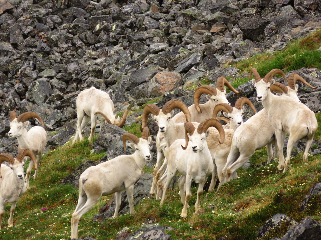 Dall's Sheep (Ovis dalli dalli) - Know Your Mammals
