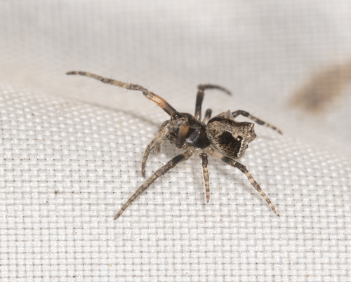 Acroaspis tuberculifera · iNaturalist