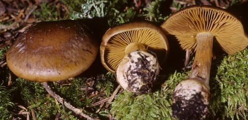 Cortinarius scaurus · iNaturalist Chile