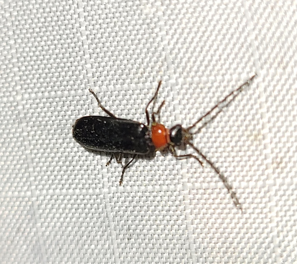 Silis from Sessions Woods WMA, Burlington CT on May 22, 2021 at 01:31 ...