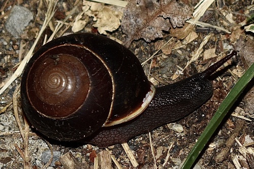 Yeppoon Varicoloured Snail (Subspecies Figuladra incei lessoni ...