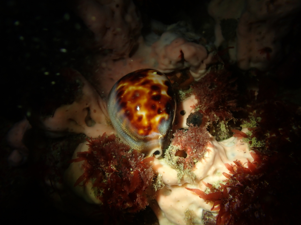 Zoila venusta episema from Bulong WA 6431, Australia on May 18, 2021 at ...