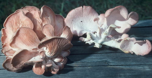 Variedad Pleurotus djamor roseus · NaturaLista Mexico
