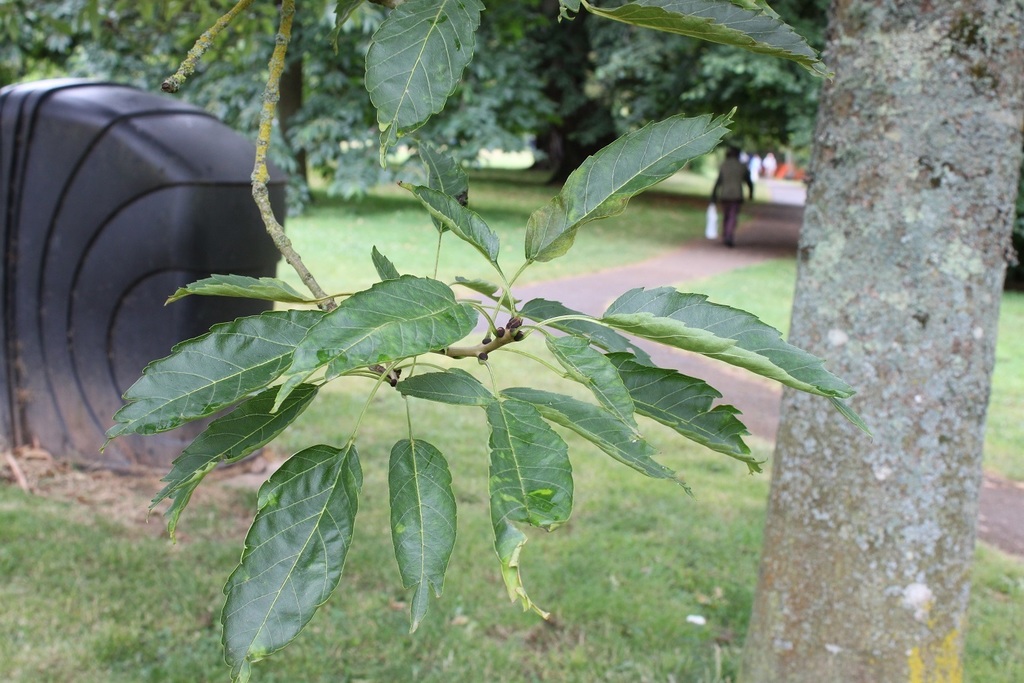 single-leaf ash from Sidmouth, East Devon on January 04, 2021 by ...