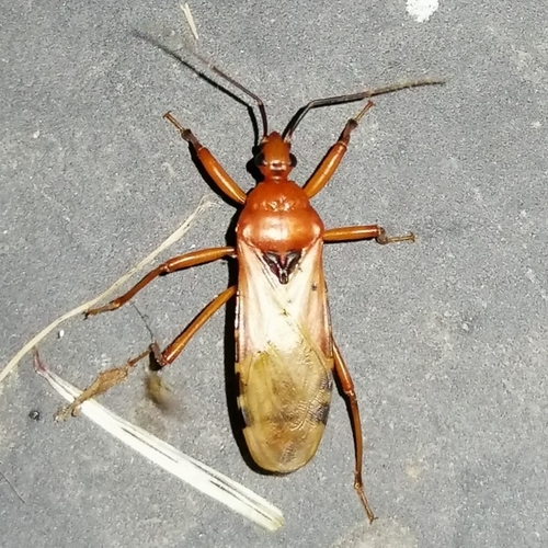 Brontostoma rubrum · iNaturalist Mexico