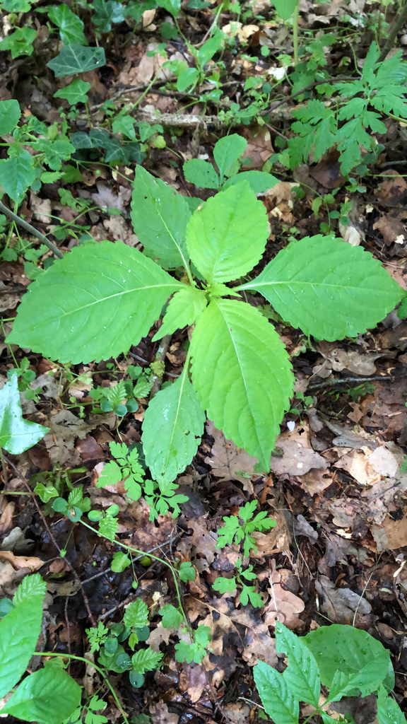small balsam from Woold on May 22, 2021 at 12:42 PM by scotty1964 ...