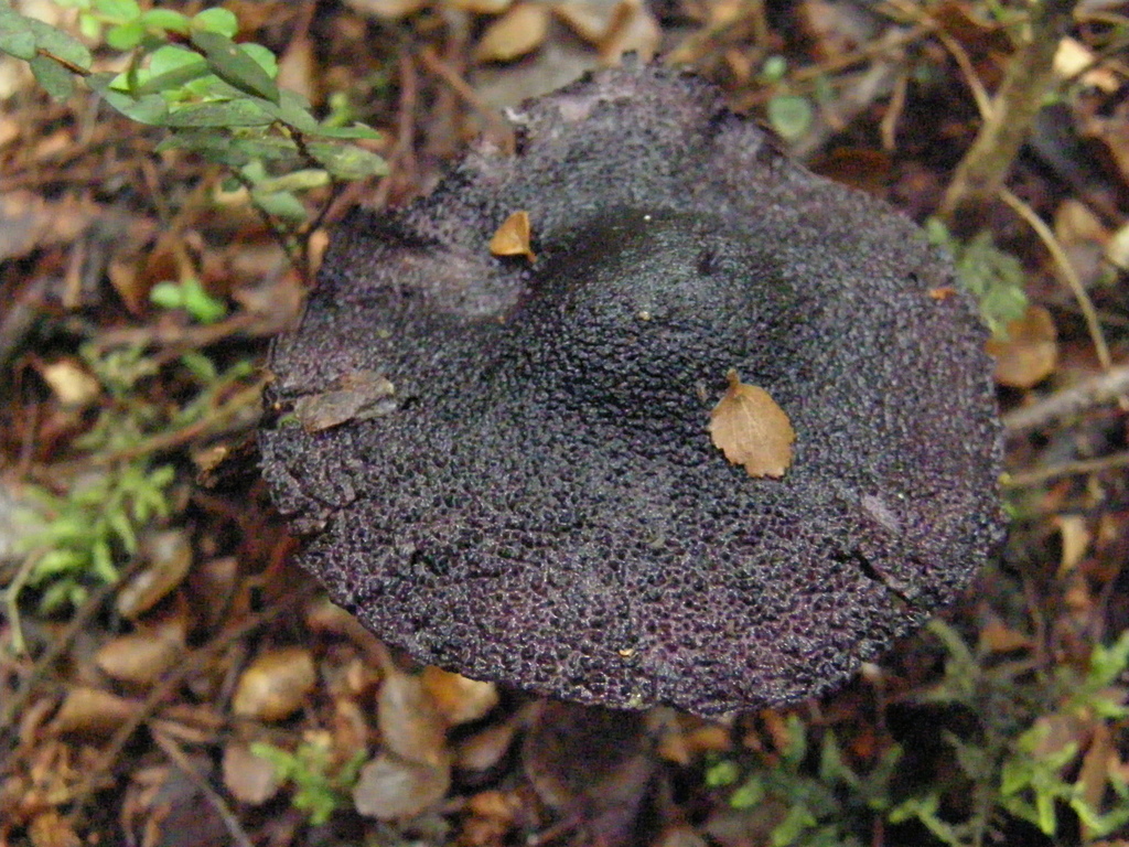 Webcaps from Hamurana, New Zealand on May 21, 2021 at 11:56 AM by David ...
