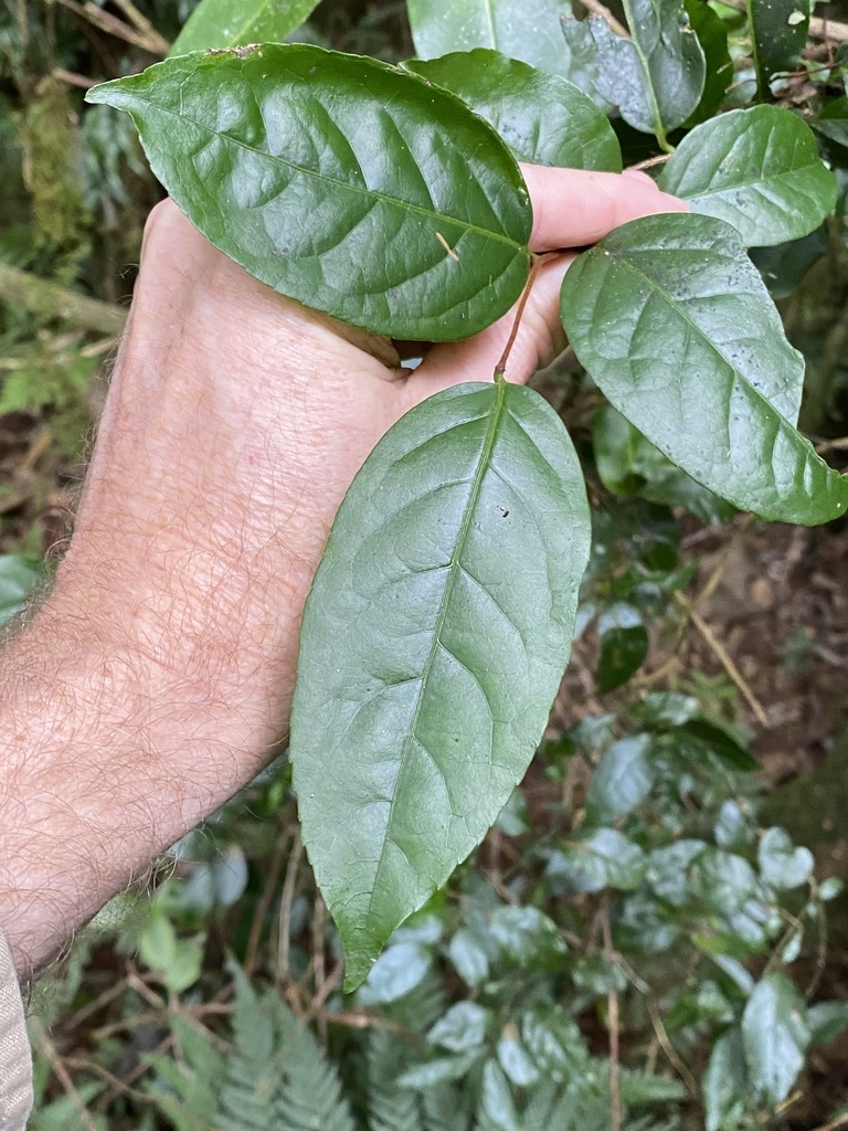 Celastrus australis from Goomburra QLD 4362, Australia on May 22, 2021 ...