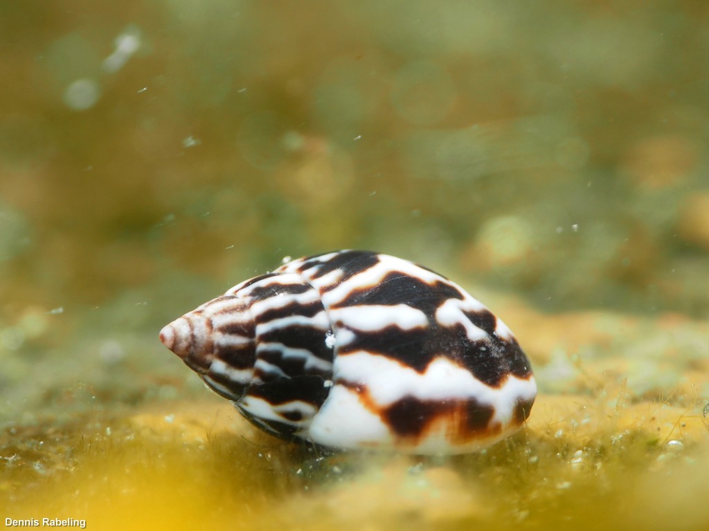 Tritia conspersa from Las Palmas, Spanje on June 16, 2020 at 02:07 PM ...