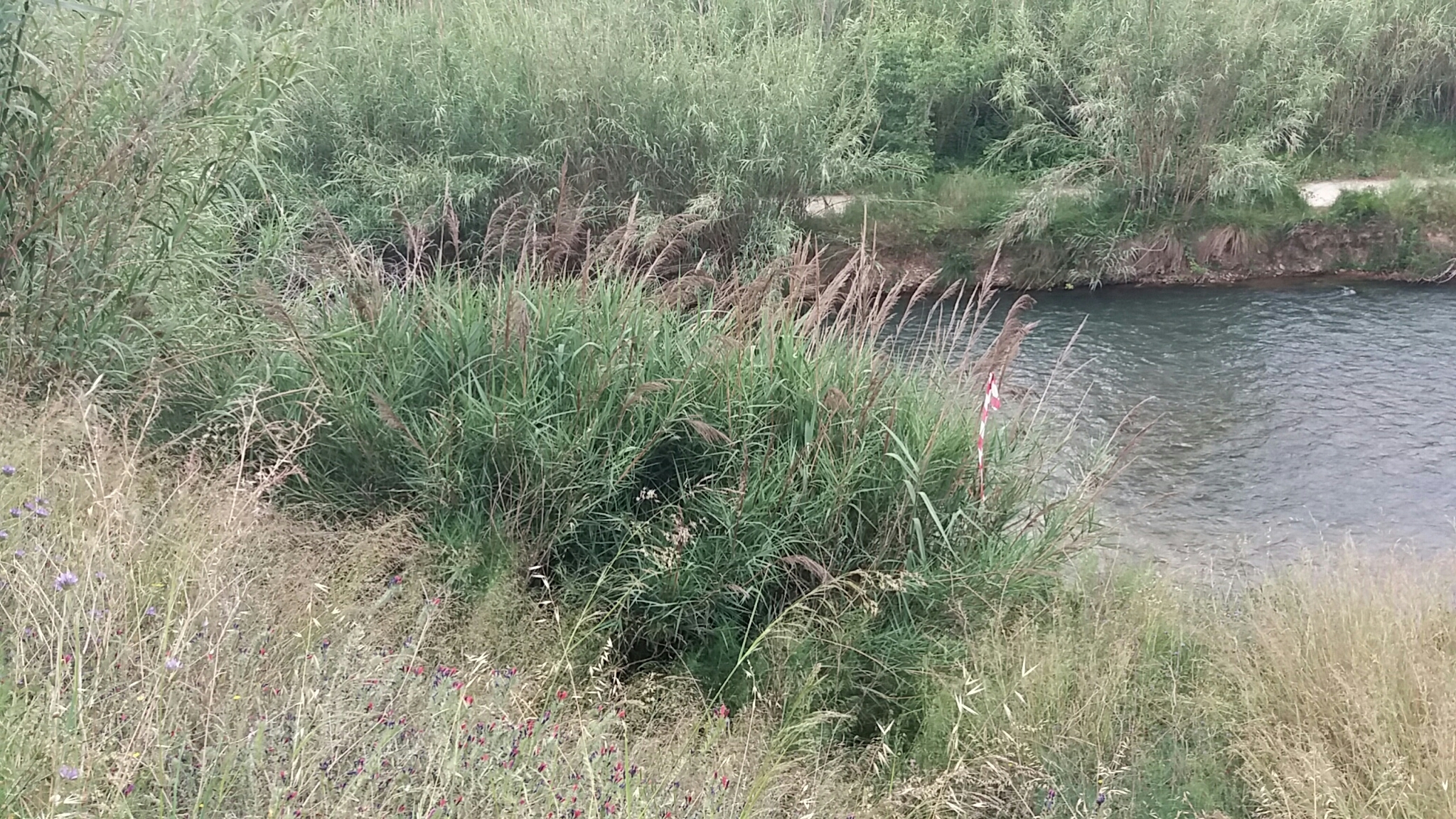 Arundo micrantha Lam.