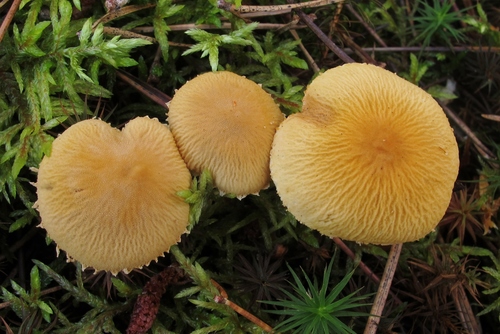 Variety Cystoderma amianthinum rugosoreticulatum · iNaturalist