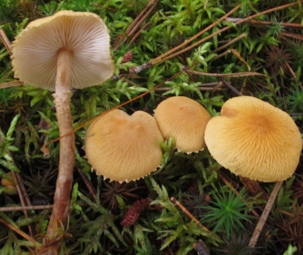 Earthy Powdercap (Hongos de la zona central de Chile) · iNaturalist