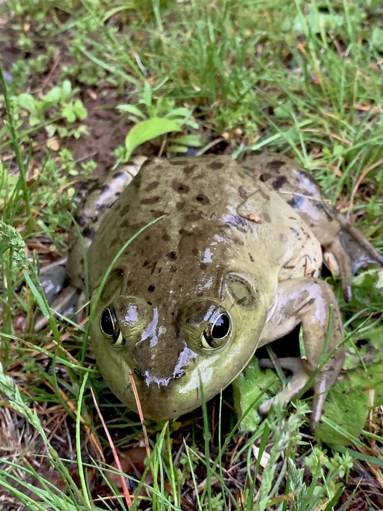 American Bullfrog from Manistee National Forest, Walkerville, MI, US on ...