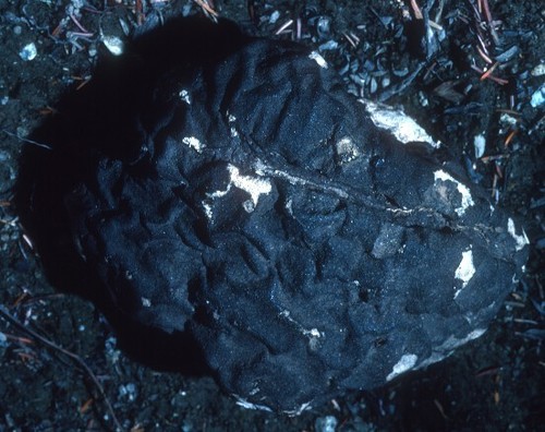 Tuckahoe (Pachyma cocos) · iNaturalist