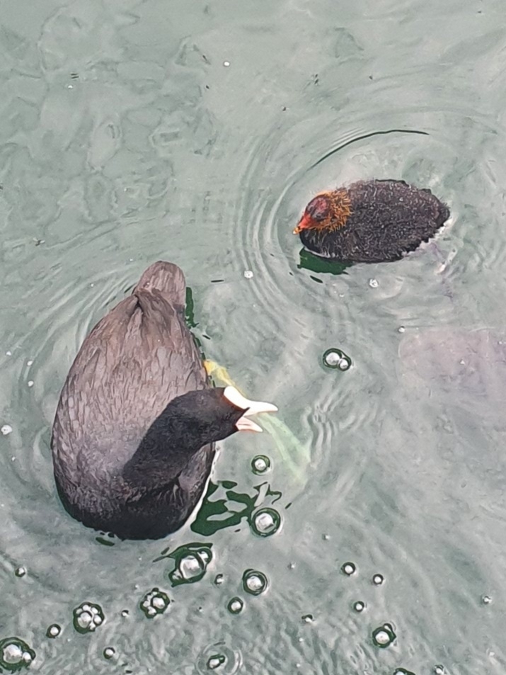 Eurasian Coot from Lakeside Terrace, Barbican Centre, Barbican, London ...