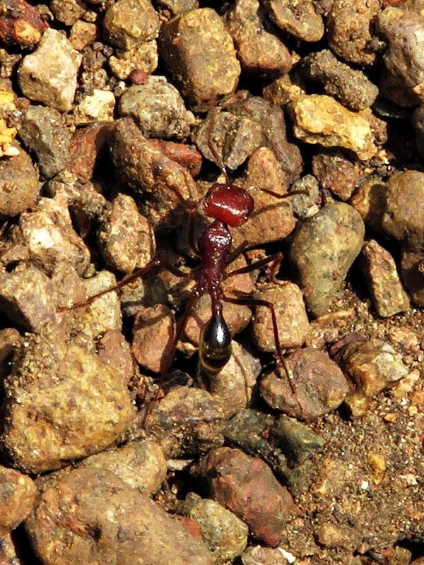 Bearded Hotrod Ant (ants of Grootbos) · iNaturalist
