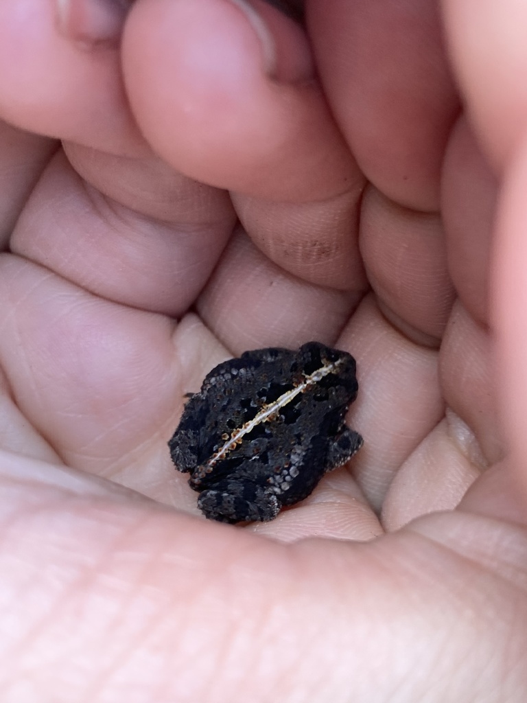 Oak Toad from Deltona, FL, US on May 22, 2021 at 10:06 AM by ...