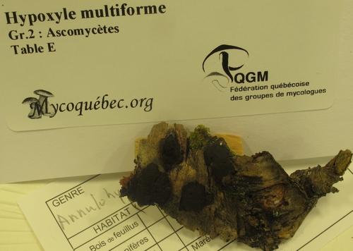Birch Woodwart (Hypoxylon multiforme) · iNaturalist