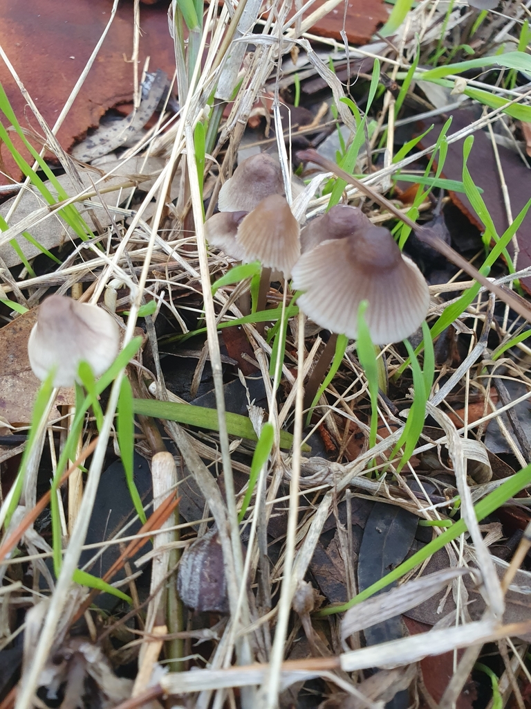 purple-edge bonnet from Table Mountain National Park, ZA-WC-CT, ZA-WC ...
