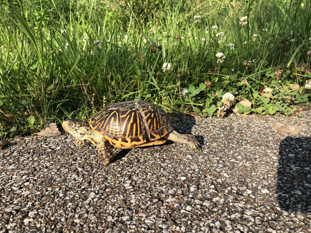 Ornate Box Turtle from Maryland Heights, MO, US on June 18, 2019 at 06: ...