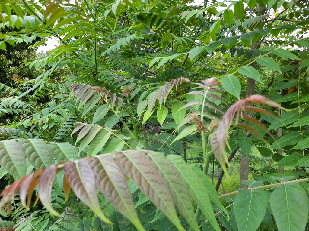 tree-of-heaven from Torelli 2, 46100 Mantova MN, Italia on May 22, 2021 ...