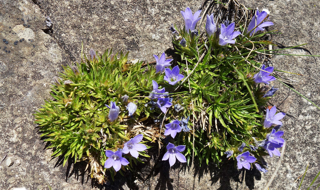 Lesotho Bergbell from Mkhomazi Wilderness area, Afrique du Sud on ...