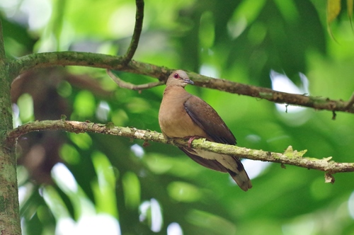 Lemon Dove (Príncipe) (Subspecies Aplopelia larvata principalis ...
