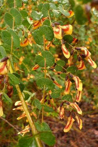 Bossiaea webbii · iNaturalist