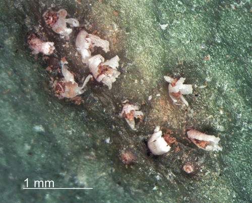 Puccinia akiraho · iNaturalist