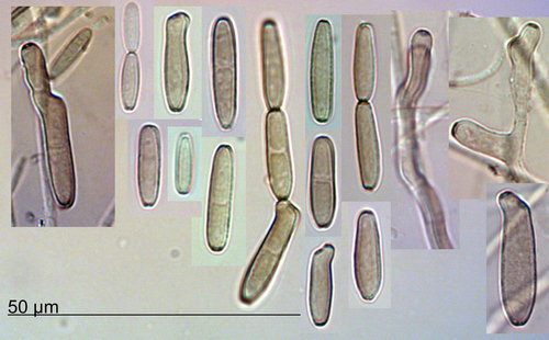 Alternaria malorum · NaturaLista Colombia