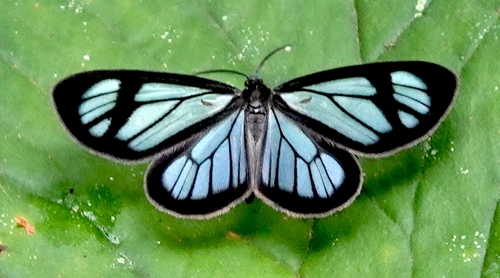 Genus Locha · iNaturalist