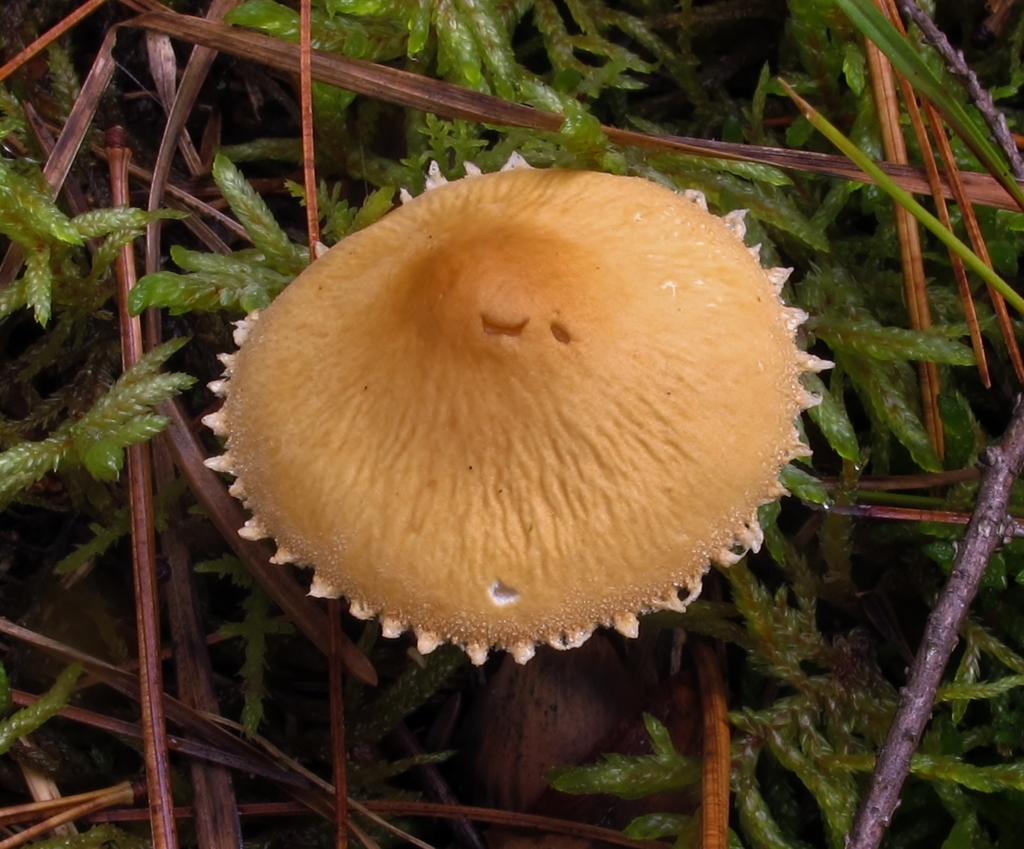 Cystoderma amianthinum (Guía general de Macrohongos de Costa Rica ...