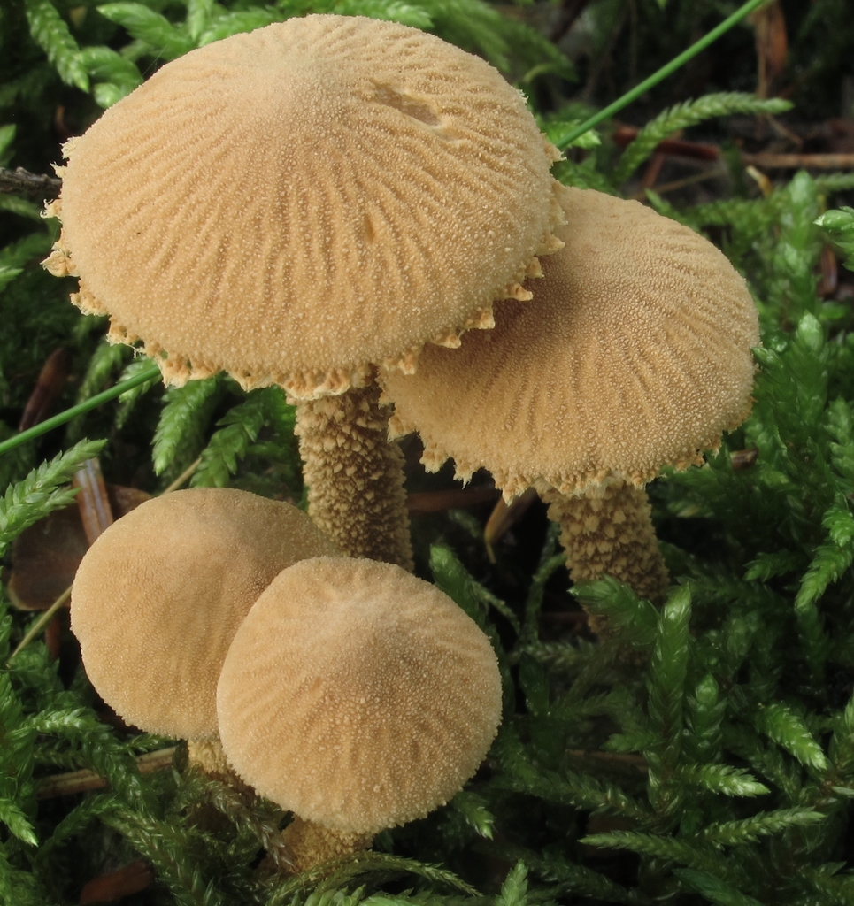 Cystoderma amianthinum (Guía general de Macrohongos de Costa Rica ...