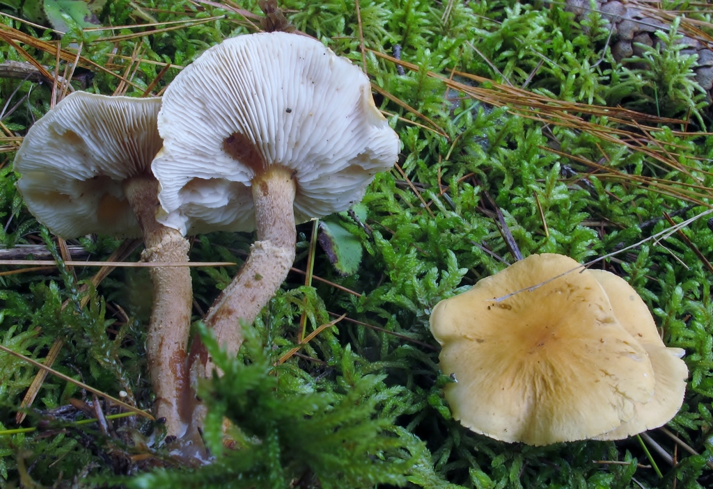 Cystoderma amianthinum (Guía general de Macrohongos de Costa Rica ...
