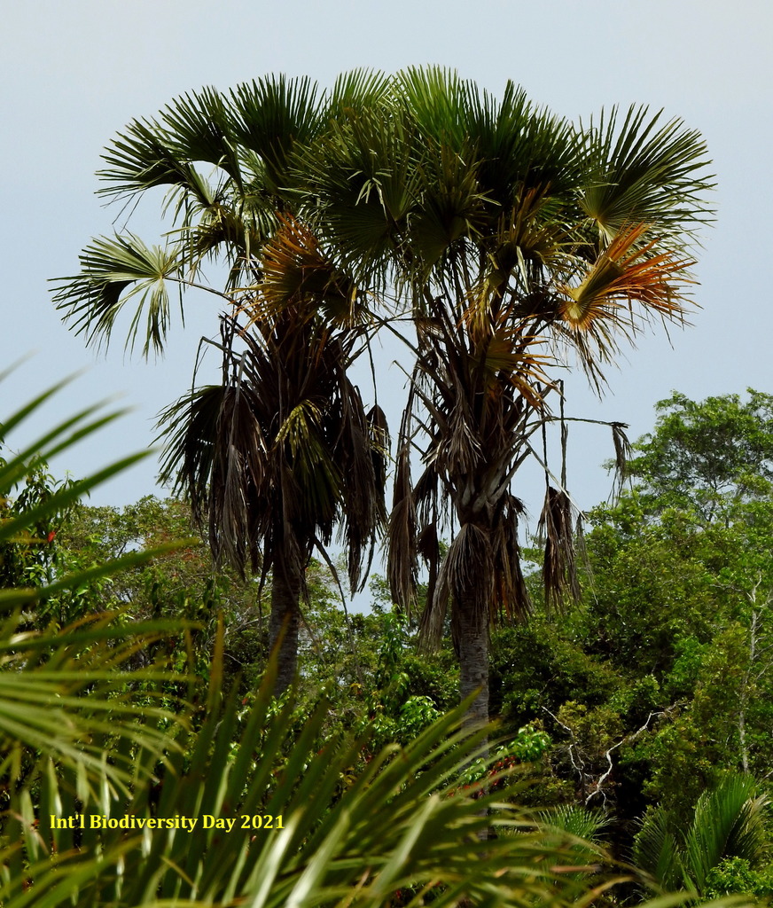 gebang palm (Corypha utan) - Botanical Realm