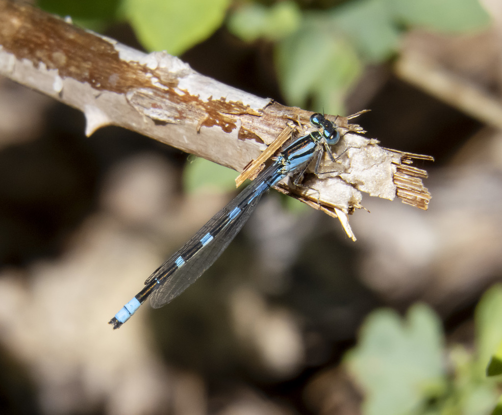 Tule Bluet from Garden Lake Park, Creswell, Lane Co., Oregon on May 09 ...