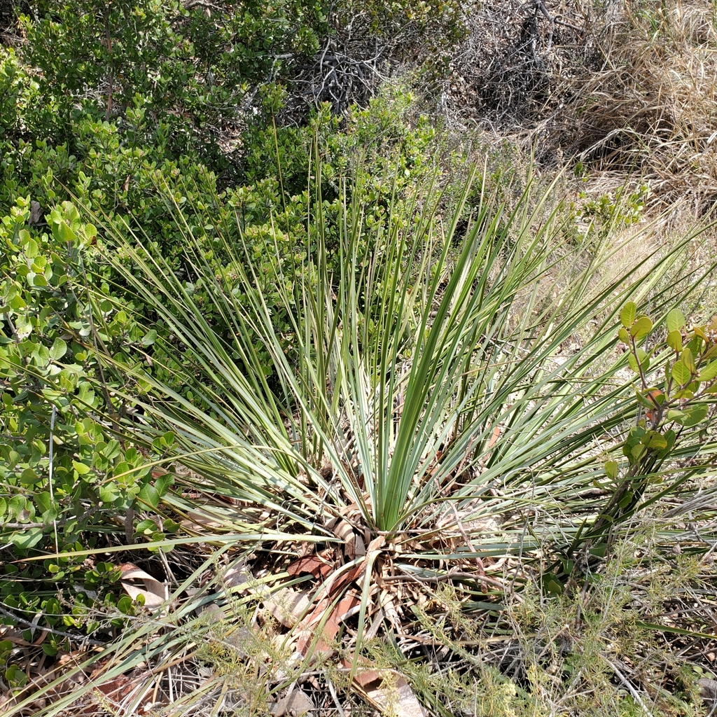chaparral yucca from Los Angeles, CA 90272, USA on May 02, 2021 at 12: ...