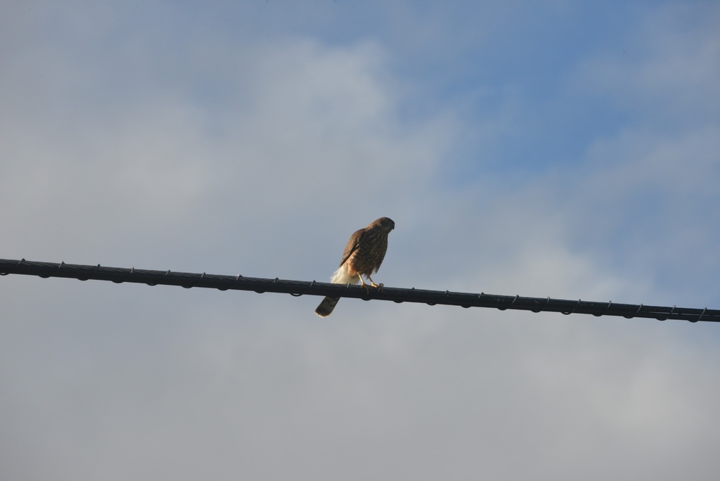 Sharp-shinned Hawk in December 2012 by Alex Tey · iNaturalist