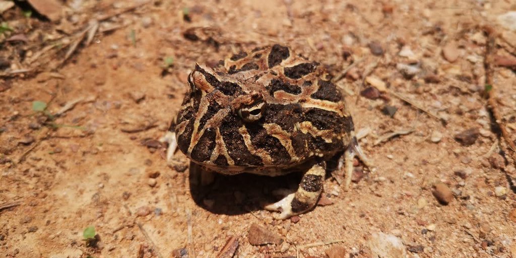 Venezuelan Horned Frog from Las Raices, Valledupar, Cesar, Colombia on ...