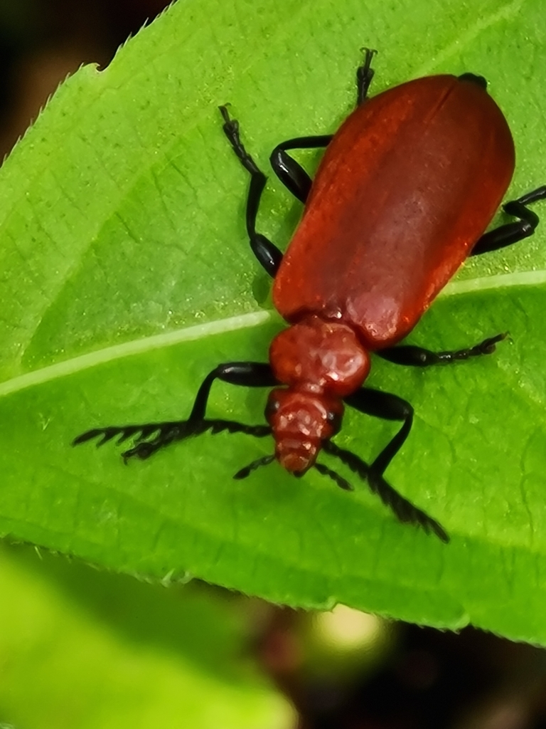 Common Cardinal Beetle from Rybno-Slobodskiy rayon, RU-TT, RU on May 22 ...