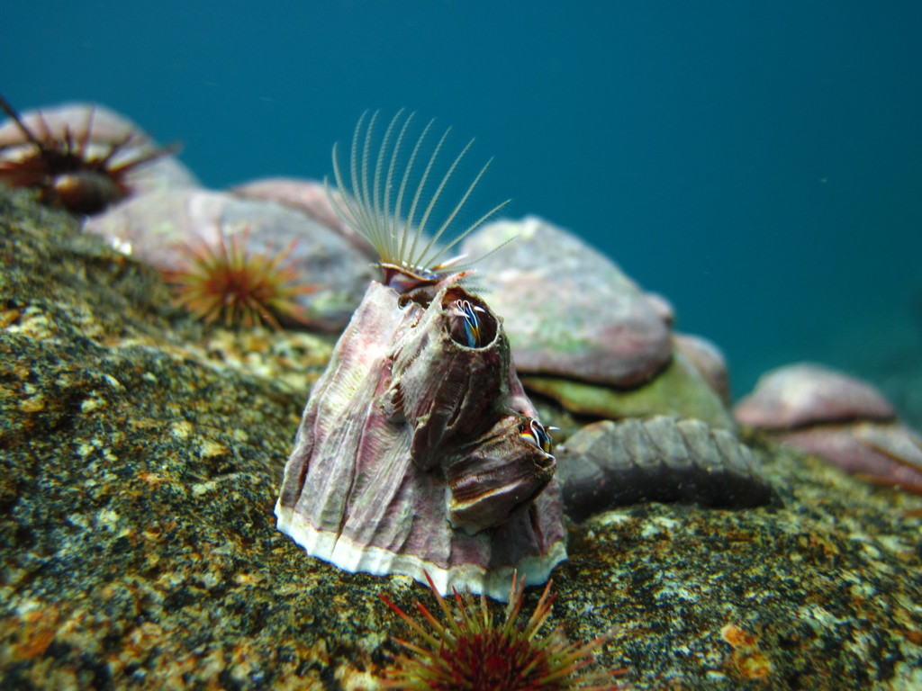 Picoroco (Becasses Check List) · iNaturalist