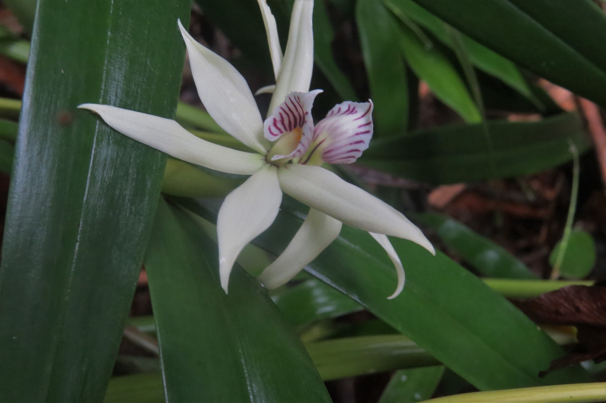 Prosthechea baculus (Rchb.f.) W.E.Higgins