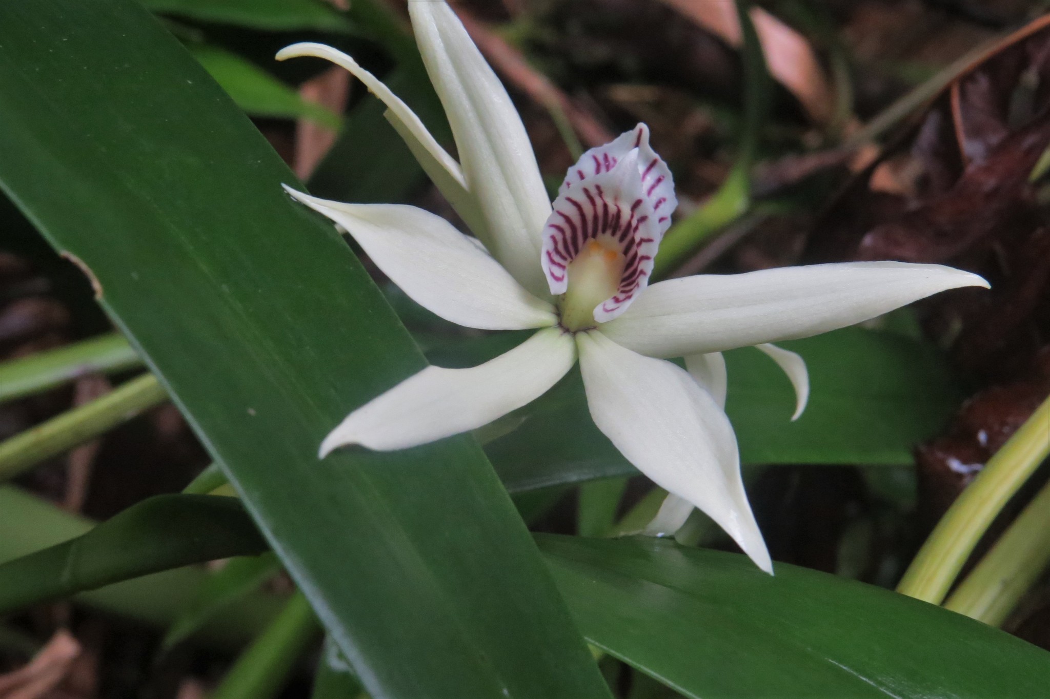Prosthechea baculus (Rchb.f.) W.E.Higgins