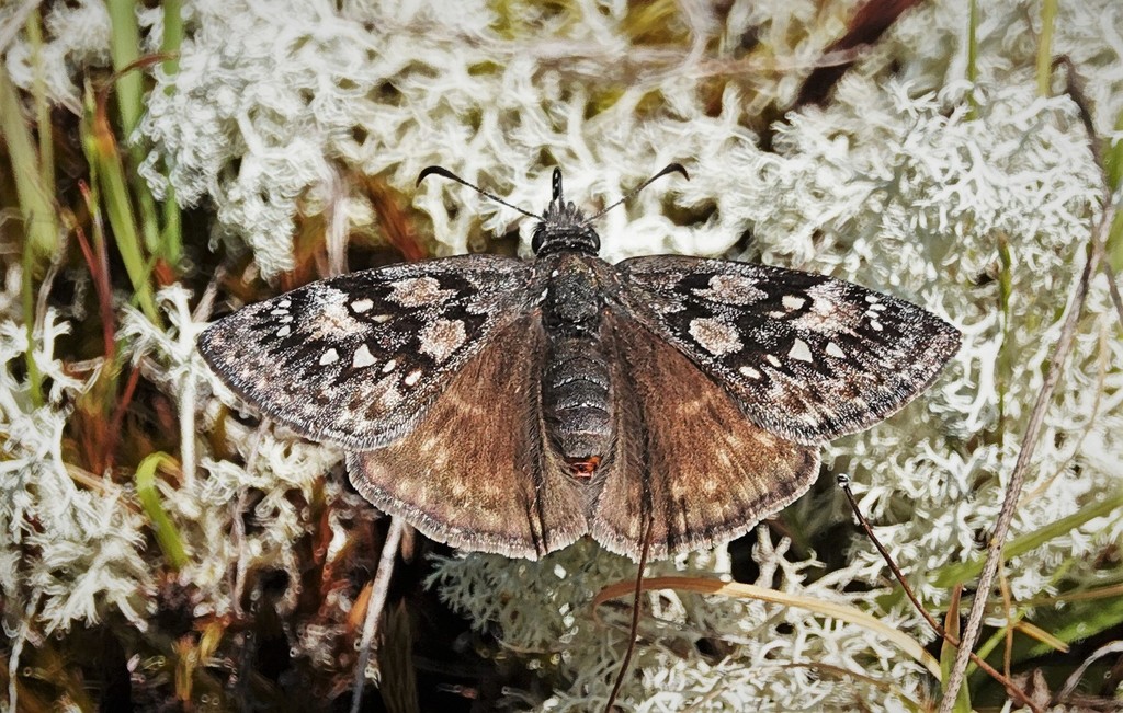 Propertius Duskywing from Nanaimo, BC, Canada on May 19, 2021 at 02:35 ...