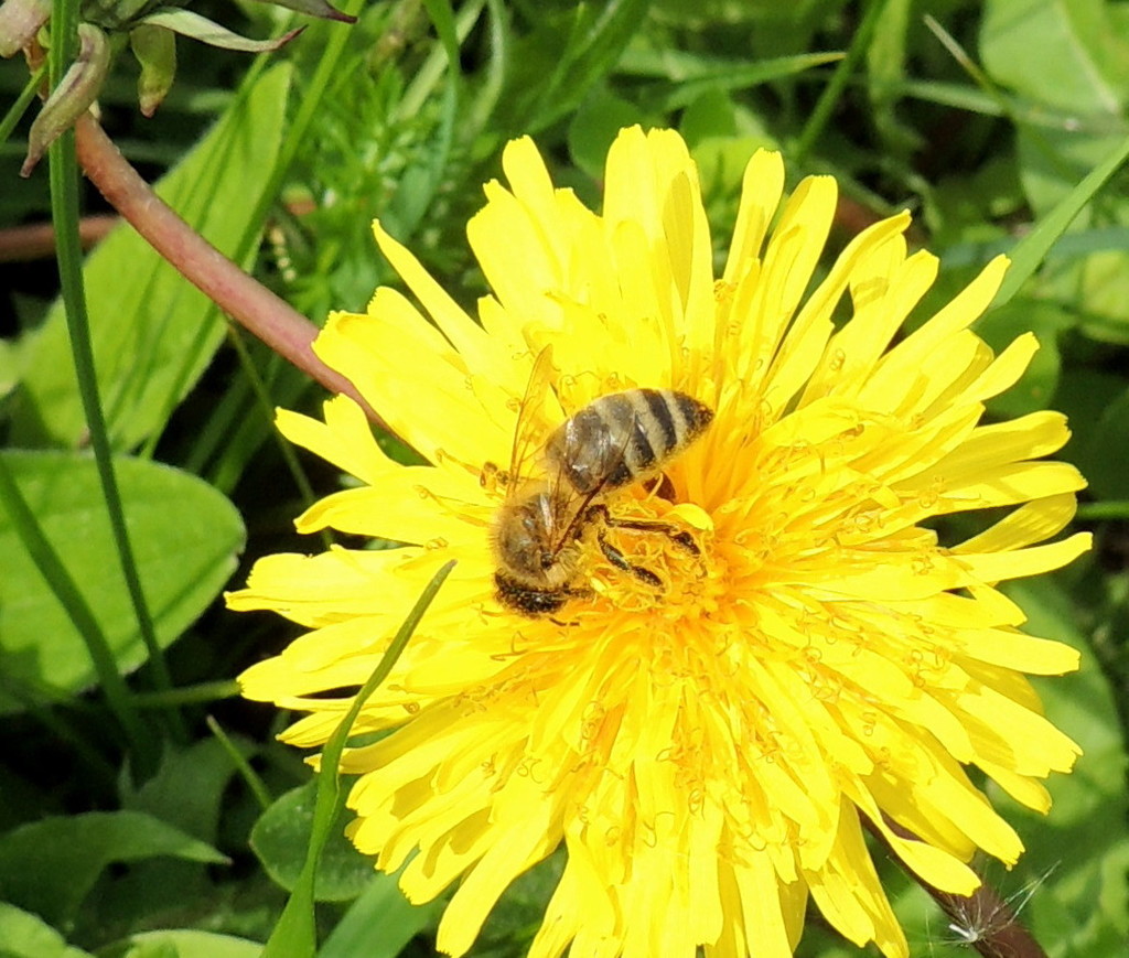 Western Honey Bee from Железногорский р-н, Курская обл., Россия on May ...