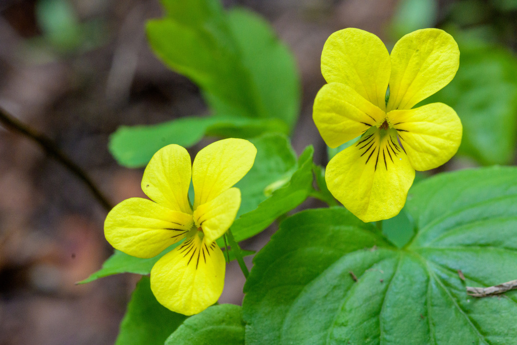 stream violet from Idaho, Idaho, United States on May 21, 2021 at 12:49 ...