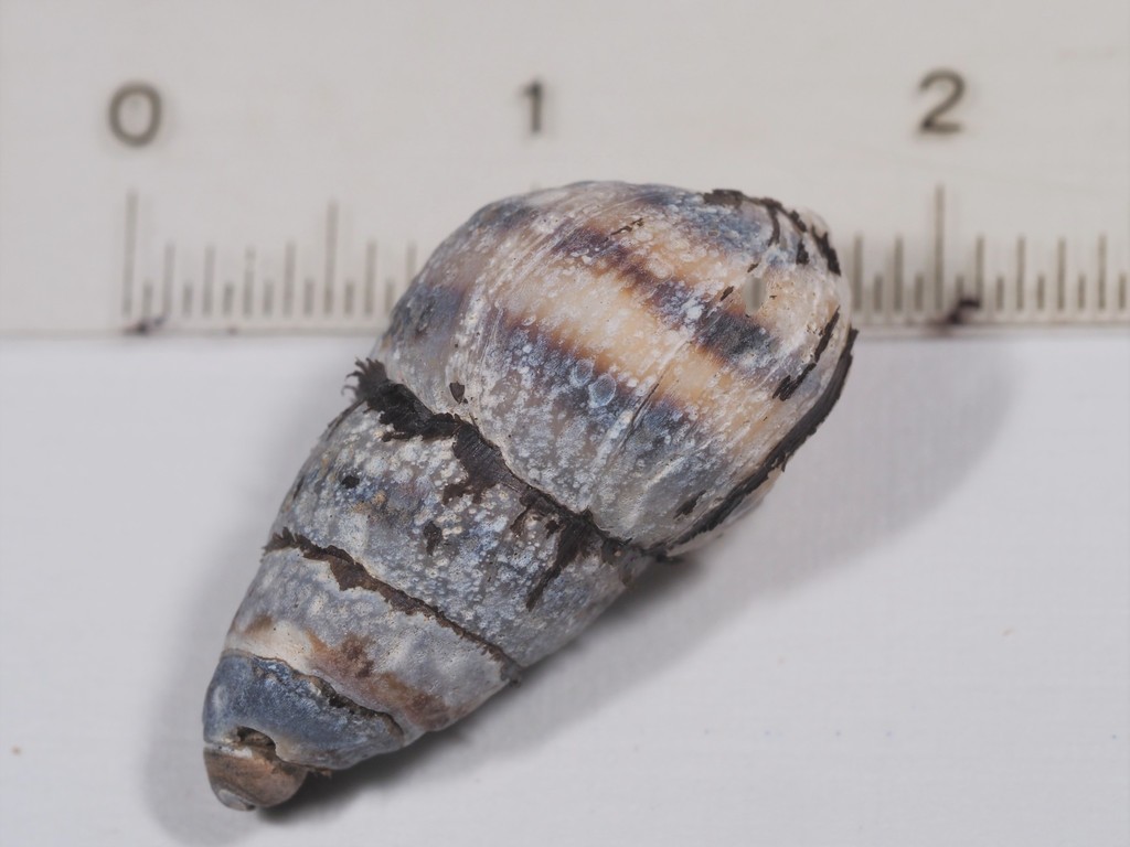 Lilyshoals Elimia in May 2021 by Vitaly Charny · iNaturalist