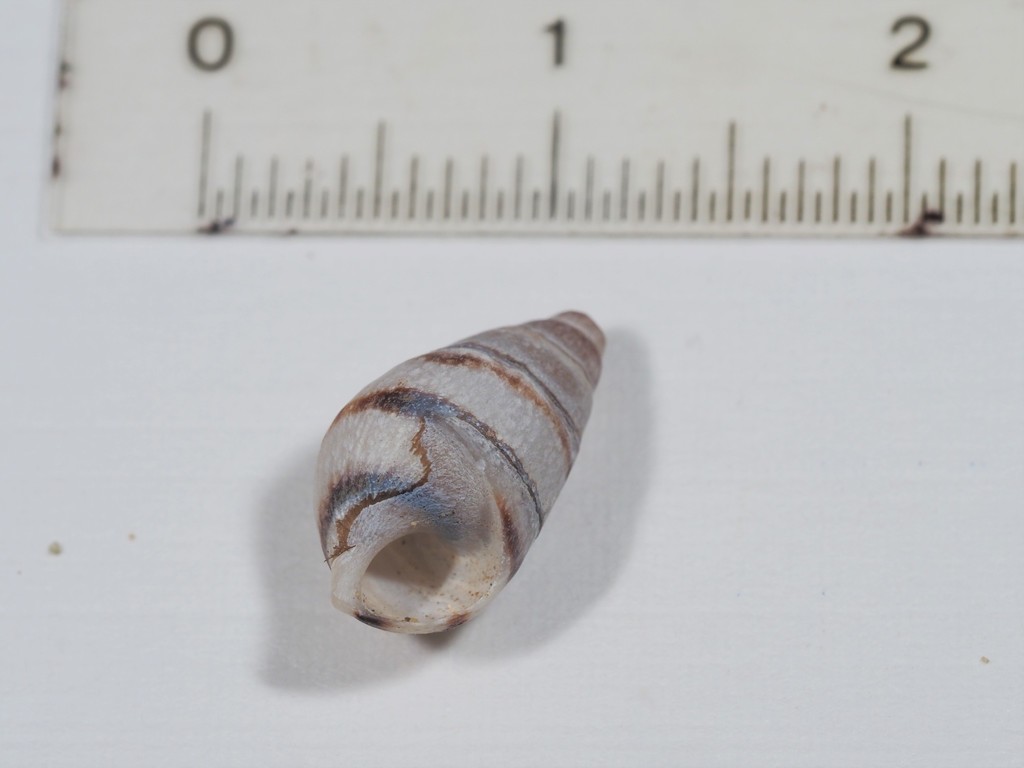 Squat Elimia in May 2021 by Vitaly Charny · iNaturalist